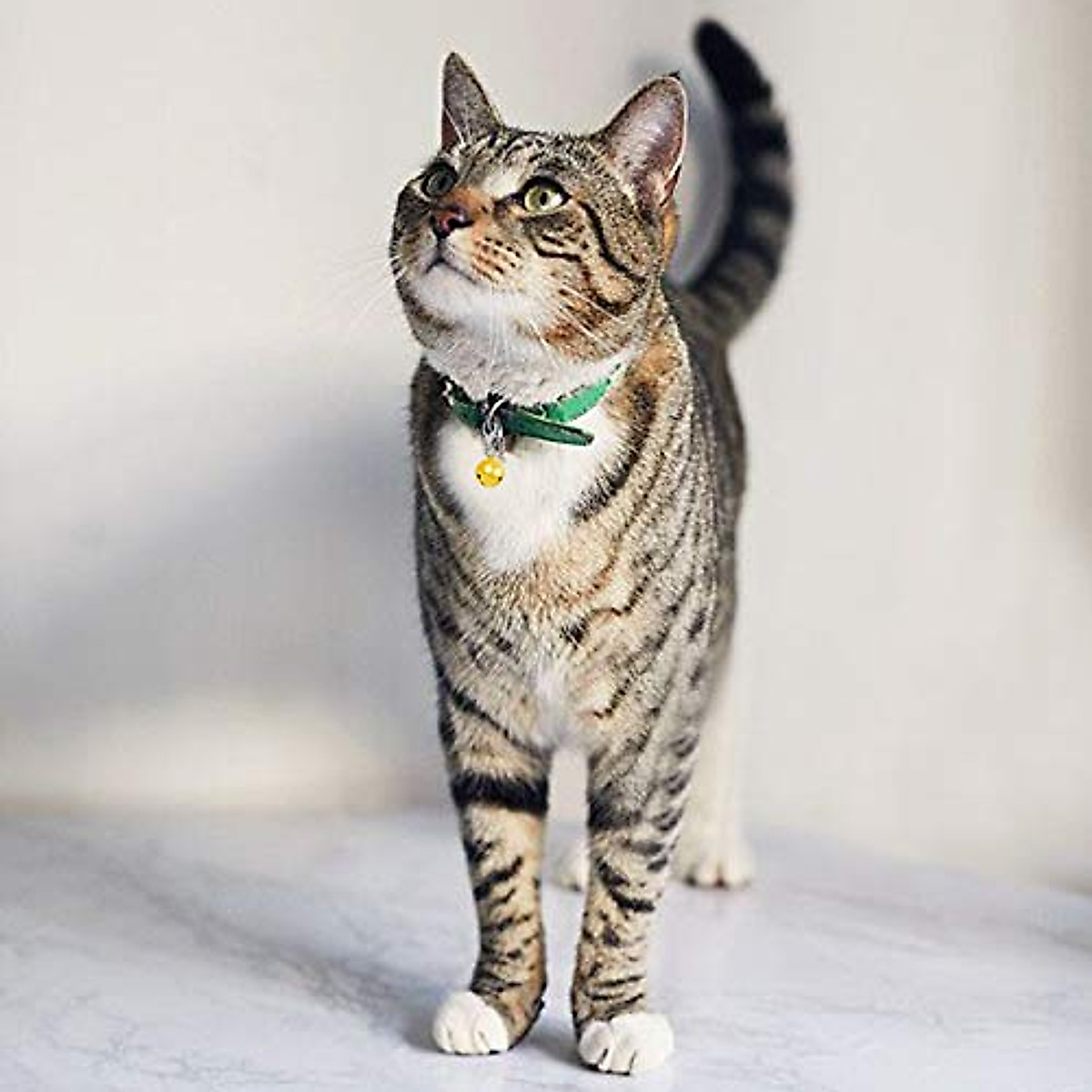 Aoche Pet Bells for Dog Cat Collar 6 pack,Charm Pet Pendant Accessories with1 Pack Stainless Steel Keychain (XS)