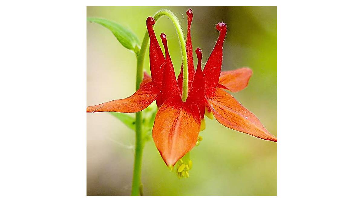 Vibrant Double Orange Yellow Columbine Seeds - Low Maintenance Perennials