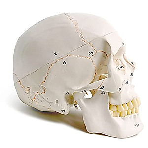 Evotech Classic Numbered Human Skull Model, Life Size (9" Height), Medical Quality-3 Part-W/Sutures Painted, 54pcs Labeled Numbered; for Medical Student; Shows Most Major Foramen, Fossa, and Canals