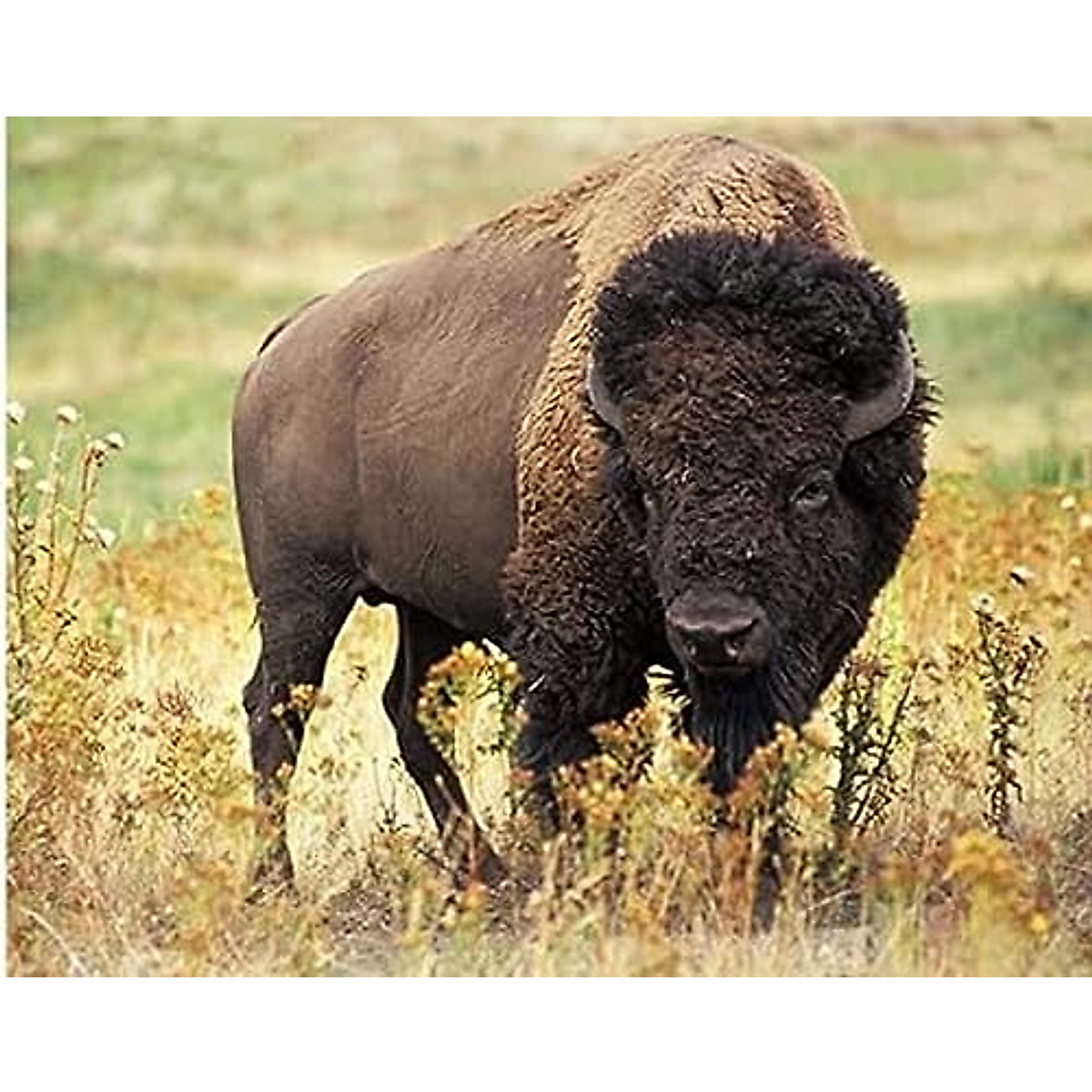 Wingkin Stamped Cross Stitch Kits American Bison Animal 11CT Advanced Pre-Printed Cross-Stitch Pattern Embroidery DIY Beginner Adults Kids Home Decoration （40x50cm）