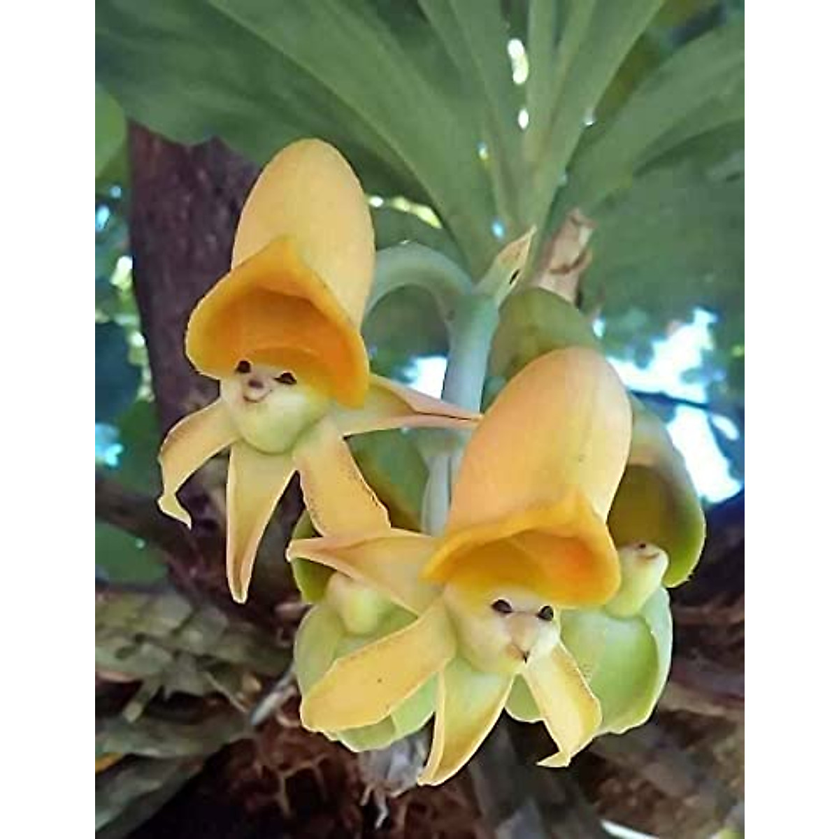 yunakesa Fresh Seeds - 25 Seeds Yellow Face Sun Orchids Flowers Garden Plant