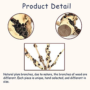 Tfwadmx Aquarium Driftwood Natural Forest Branch Trees Terrarium Wood Tree Reptile Branches Ornament Habitat Fish Tank Decoration(4 Pcs)