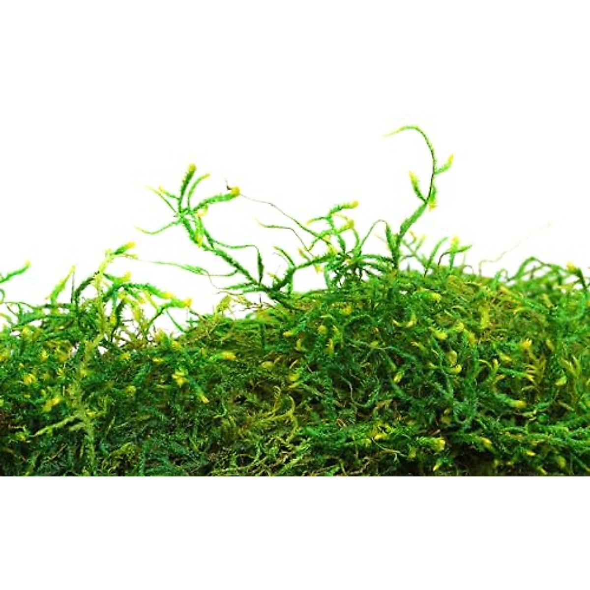 SuperMoss (25320) Forest Moss Preserved, Fresh Green, 2oz