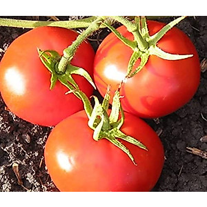 New Yorker Tomato Seeds for Planting, 100+ Heirloom Seeds Per Packet, (Isla's Garden Seeds), Non GMO Seeds, Botanical Name: Solanum lycopersicum, Great Home Garden Gift