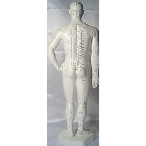 Human Acupuncture Model, Height 20"