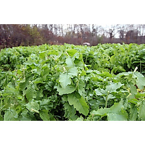 Whitetail Institute Beets & Greens Deer Food Plot Seed for Fall Planting - Blend of Sugar Beets, Kale, Turnip and Radish to Attract and Hold Deer Throughout Fall and Winter, 12 lbs (2 Acres)