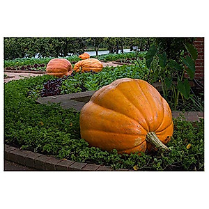 David's Garden Seeds Pumpkin Dill's Atlantic Giant FBA-6612 (Orange) 15 Non-GMO, Heirloom Seeds