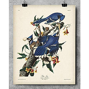 Blue Jays - 11x14 Unframed Art Print - Great Home Decor and a Great Gift for Bird Watchers Under $15