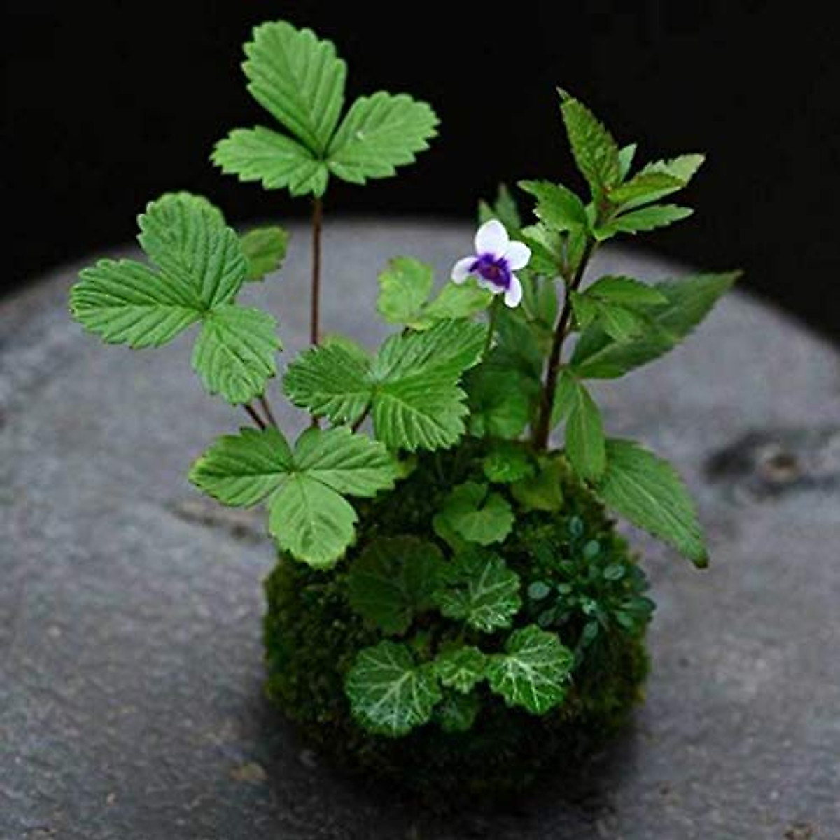 Generic 5pcs Moss Ball Planter Japanese Style Natural Kokedama Flower Vase Flower Pot Creative Sphagnum Flower Holder Potted Hydrating Bonsai Plants Containers for Home Wedding Decor