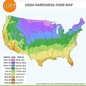 Garden State Bulb Meyer Lemon Tree, Citrus Live Plant (1 Gallon Growers Pot) Cannot Ship FL, AZ, CA, TX, LA