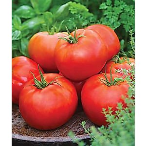 Burpee 'Big Daddy' Hybrid | Red Slicing Tomato | 35 Seeds