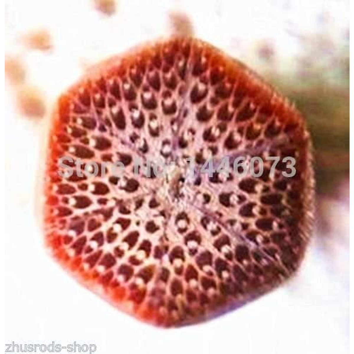 Zhu Bamboo Fly Rod Blank 2 Piece 2 Tips with NS ferrules (7'0'' #4), Silver