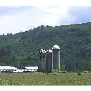 Mountain Home Biological, Inc. Jumbo Owl Pellets, Pack of 5, with Bone Sorting Sheet