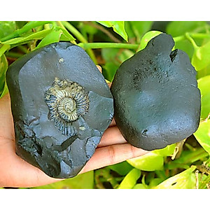 Shiva Lingam Shop 3.5"X3"Shaligram, Religious Gifts, Sudarshan Saligram Stone,Natural Shaligram Fossilized Shell, Iconic Symbol of The God Vishnu -I-6026