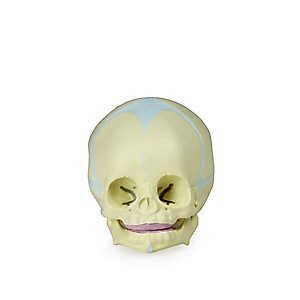 Jackson Global JS00030 Human Fetal Skull Model | Great for Understanding of Fetal Bone Development