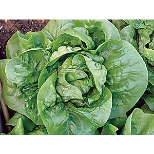 Burpee Buttercrunch Hybrid (Organic) Lettuce Seeds 1100 seeds