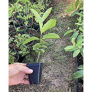 Pink Guava Plant - Psidium Guajava - Live Plant