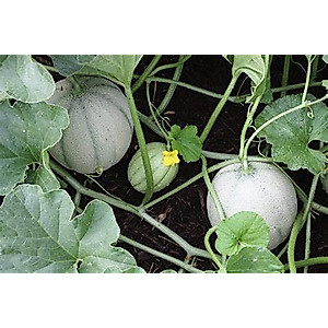 30 Honey Rock Cantaloupe Seeds for Planting Heirloom Non GMO 1+ Gram of Melon Seeds Garden Vegetable Bulk Survival