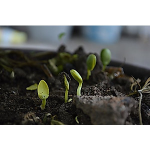 'Super Soil Organic Concentrate