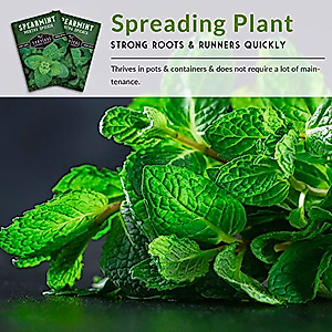 Survival Garden Seeds - Spearmint Seed for Planting - Mentha Spicata Packet with Instructions to Plant Delicious Herbs and Grow Your Home Herb Garden - Non-GMO Heirloom Variety