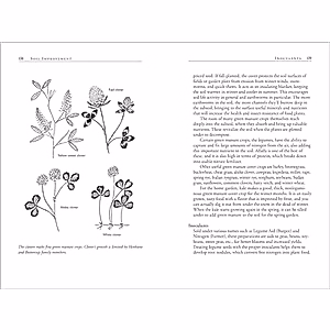 Carrots Love Tomatoes: Secrets of Companion Planting for Successful Gardening