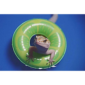 3.74 Inch Lizard Bearded Dragon Leopard Gecko Bath Collar Ring Swimming Rings Reptile Swim Life Jacket Float Ring for Leopard Gecko Anole Amphibians Cage Accessories Photo Shoot Toy (5 PCS)