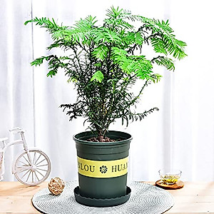 Bonsai Tree Seeds kit 5 Varieties of Non GMO Heirloom Bonsai Starter Kit , Blue Spruce, Black Pine, Sakura Seeds, Redwood Tree, Flame Tree, 5pcs Plant Markers, 5pcs Seeding Soil Block