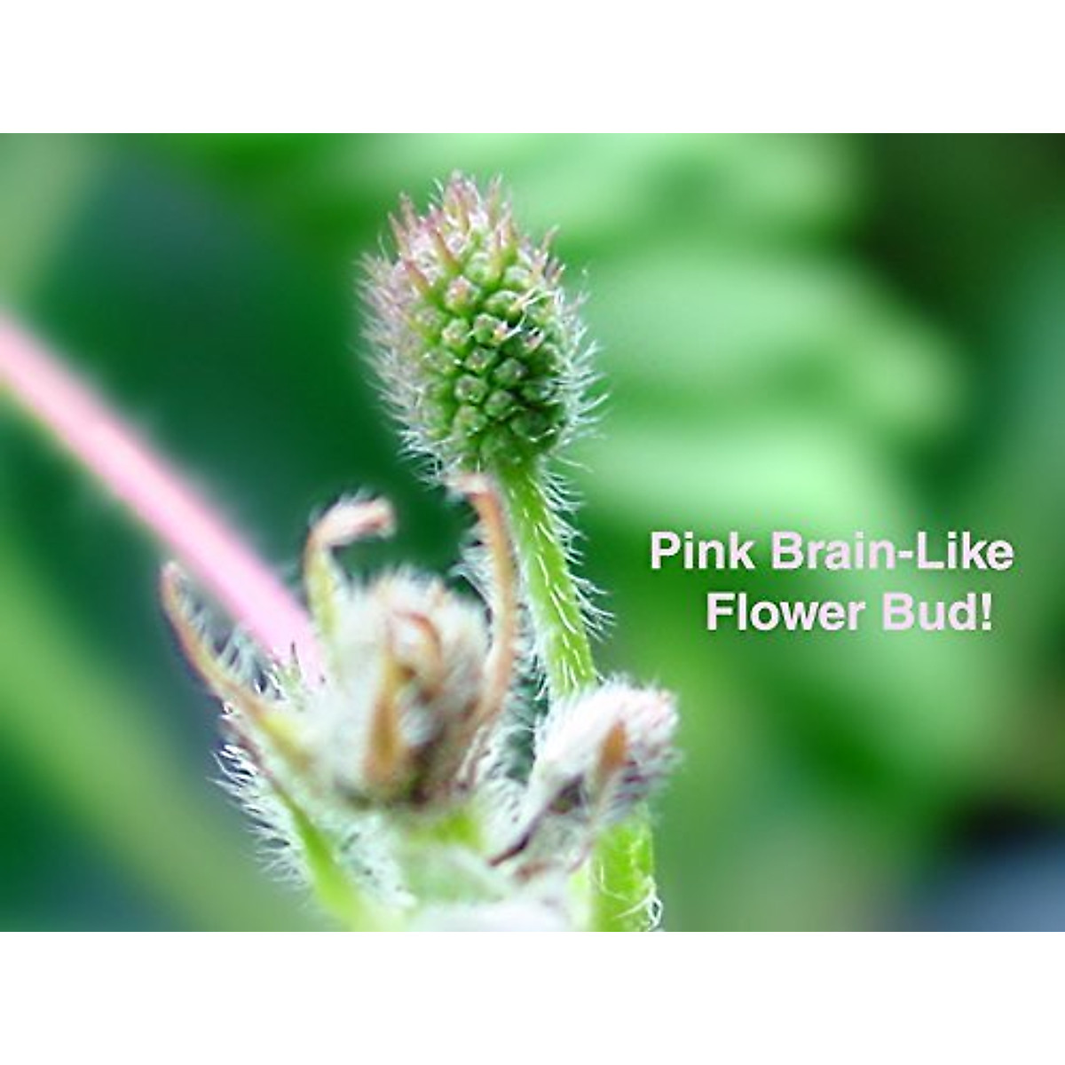 Zombie Plant Greenhouse Grow KIT- (Touch It and It Plays Dead!) Unique Nature Kit- Grow a Fun House Plant That Plays Dead When You Touch It! Comes Back to Life in Minute. Unique Christmas Gift Idea