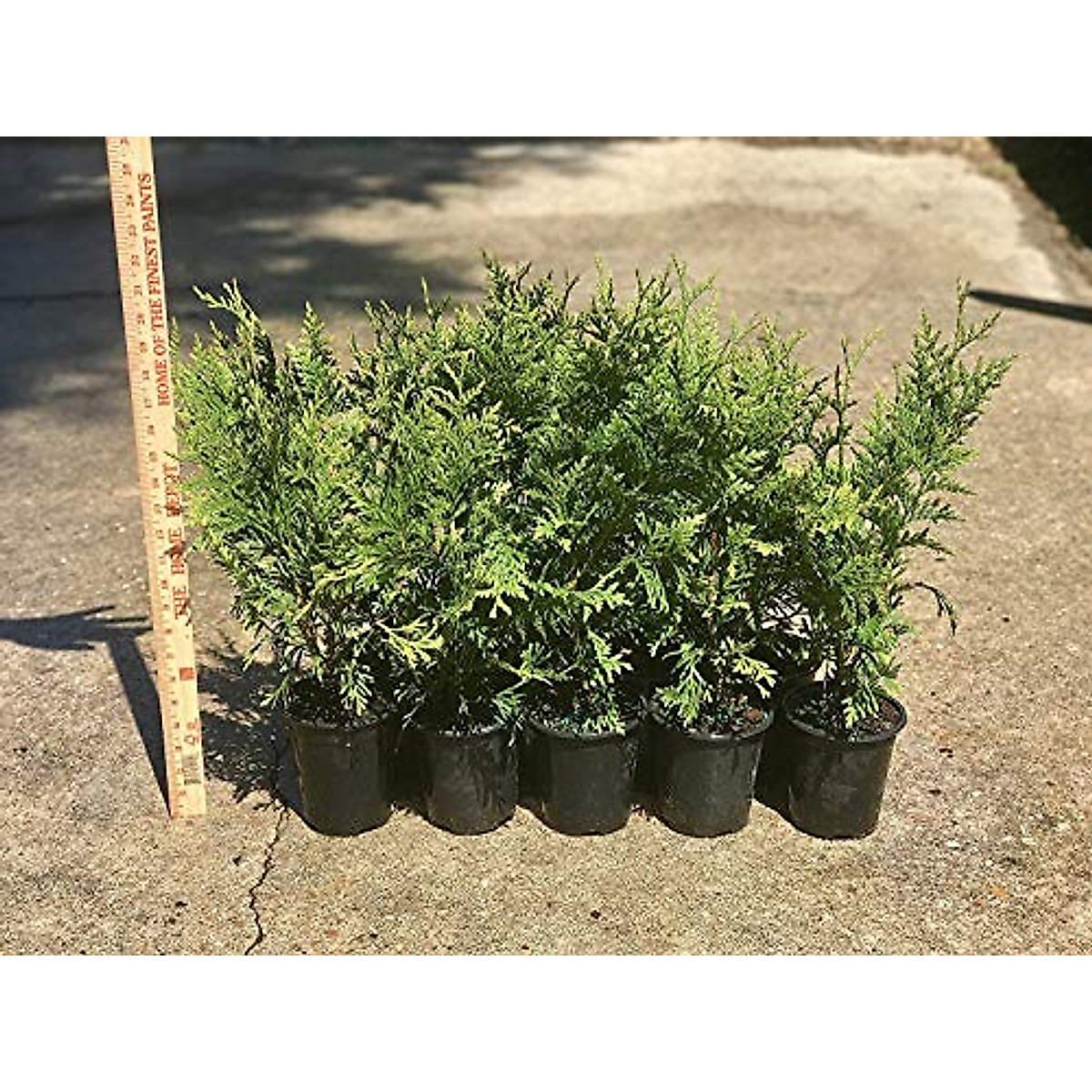 Thuja Arborvitae Green Giant - 12 Live Quart Size Plants - Evergreen Privacy Trees