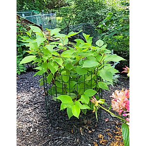 MWELLEWM 15Pcs Plant Protectors from Animals Metal Plant Cages for Outdoor Plants Plant Cage & Supports Keep Animal Out Garden Wire Mesh Protection from Rabbit Chicken Squirrel Tree Flower