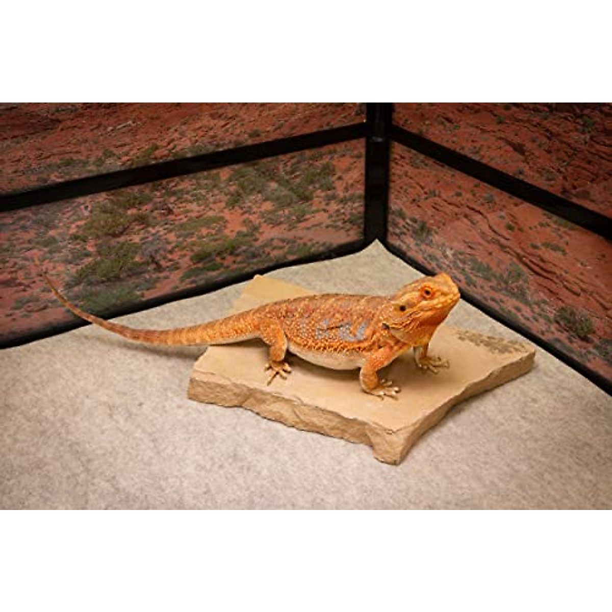 Carolina Custom Cages Natural Habitat Rocks, Painted Desert (one Large Size)