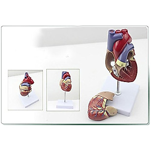 Genuine 1: 1 human heart model B-color ultrasound medical cardiology cardiac anatomy teaching model