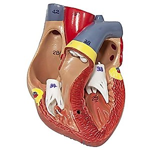 Axis Scientific Human Lung and Respiratory System Model | 3/4 Life Size Model has 7 Removable Parts | Includes 2 Part Heart and Detachable Larynx | Includes Product Manual