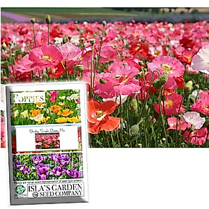 Shirley Single Mix Poppy Flower Seeds for Planting, 3000+ Flower Seeds Per Packet, (Isla's Garden Seeds), Non GMO & Heirloom Seeds, Scientific Name: Papaver rhoeas, Great Home Garden Gift