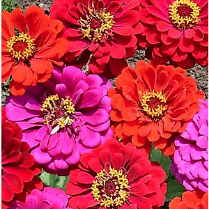 Zinnia "Merlot Mix" Flower Seeds for Planting, 200+ Flower Seeds Per Packet, Meteor, Purple Prince and Scarlet Flame Zinnias, Non GMO & Heirloom Seeds, Botanical Name: Zinnia elegans