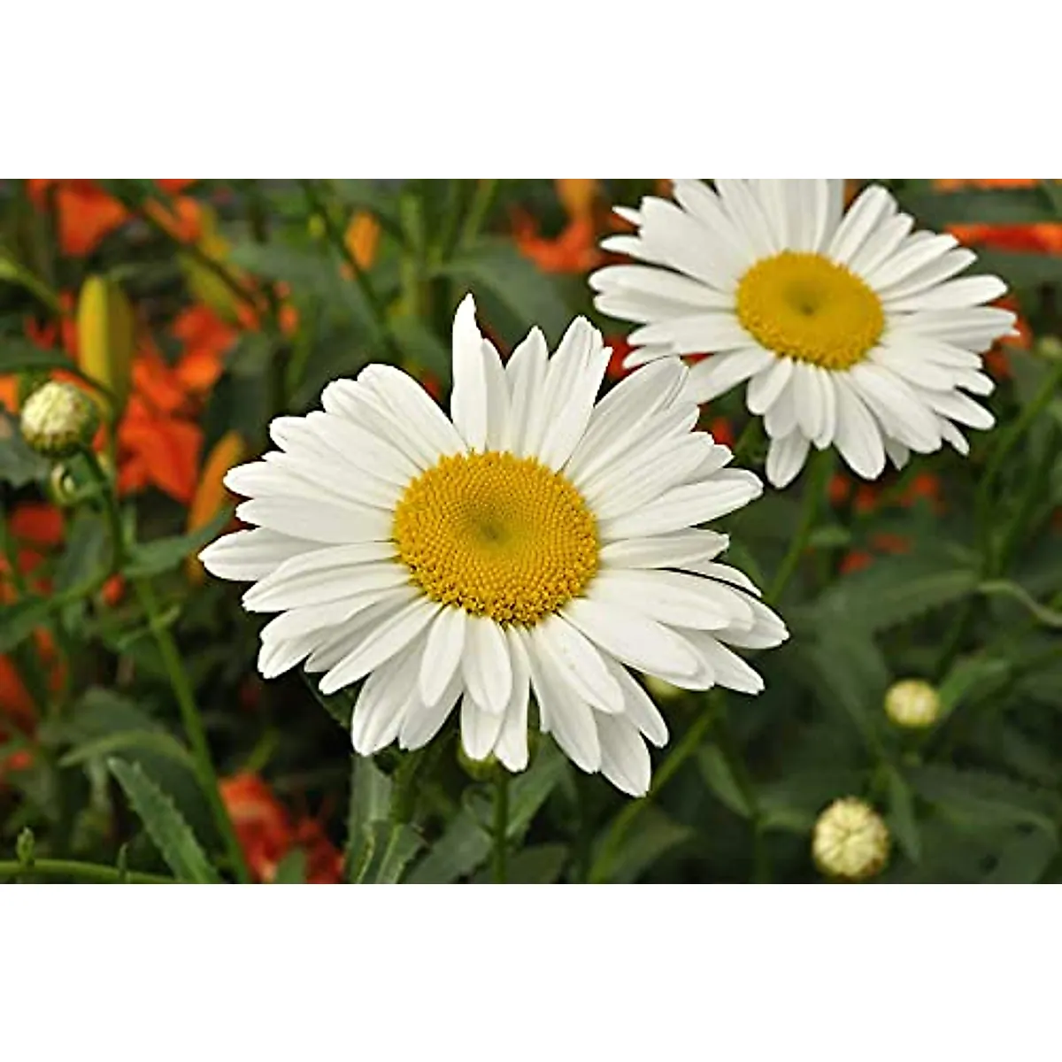 Shasta Daisy Flower Seeds for Planting, 1500+ Seeds Per Packet, Chrysanthemum Genus, (Isla's Garden Seeds), Non GMO & Heirloom Seeds, Scientific Name: Chrysanthemum Maximum, Great Home Garden Gift
