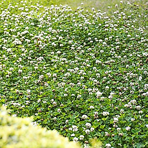 Outsidepride 10 lb. Perennial White Dutch Clover Seed for Erosion Control, Ground Cover, Lawn Alternative, Pasture, & Forage