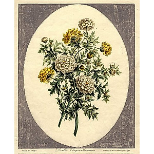 Double Chrysanthemums