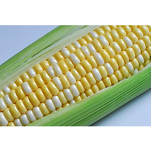 Peaches and Cream Sweet Corn Seeds 250+ Seeds