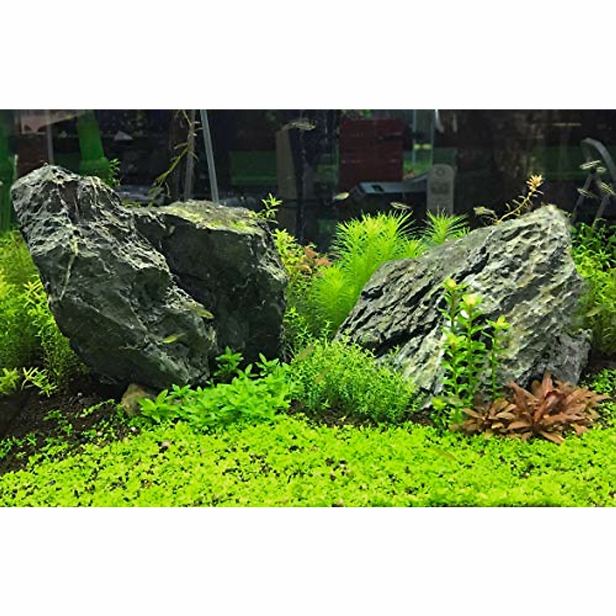 Acid Buffer, 70 g / 2.5 oz