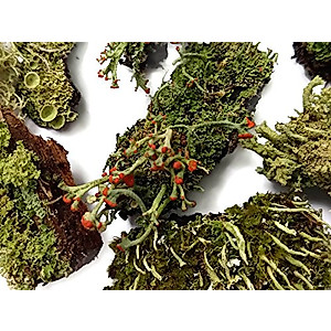 Tin Roof Treasure Live Lichen Assortment 4"x6" Bag for Terrariums and Fairy Gardens