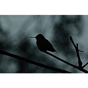 Long-Range 650mm-1300mm f/8 Telephoto Zoom Lens for Canon Digital EOS Rebel T2i, T3, T3i, T4i, T5, T5i, T6, T6i, T6s, SL1, EOS60D, EOS70D, 50D, EOS 5D, EOS1D, EOS5D III, EOS 6D, EOS 7D SLR Cameras