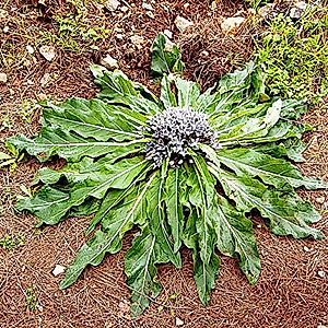 Mandrake Seeds Mandragora Officinarum Perennial Herb Seeds Fruit & Berries GMO Free Courtyard Garden Outdoor 20Pcs by YEGAOL Garden