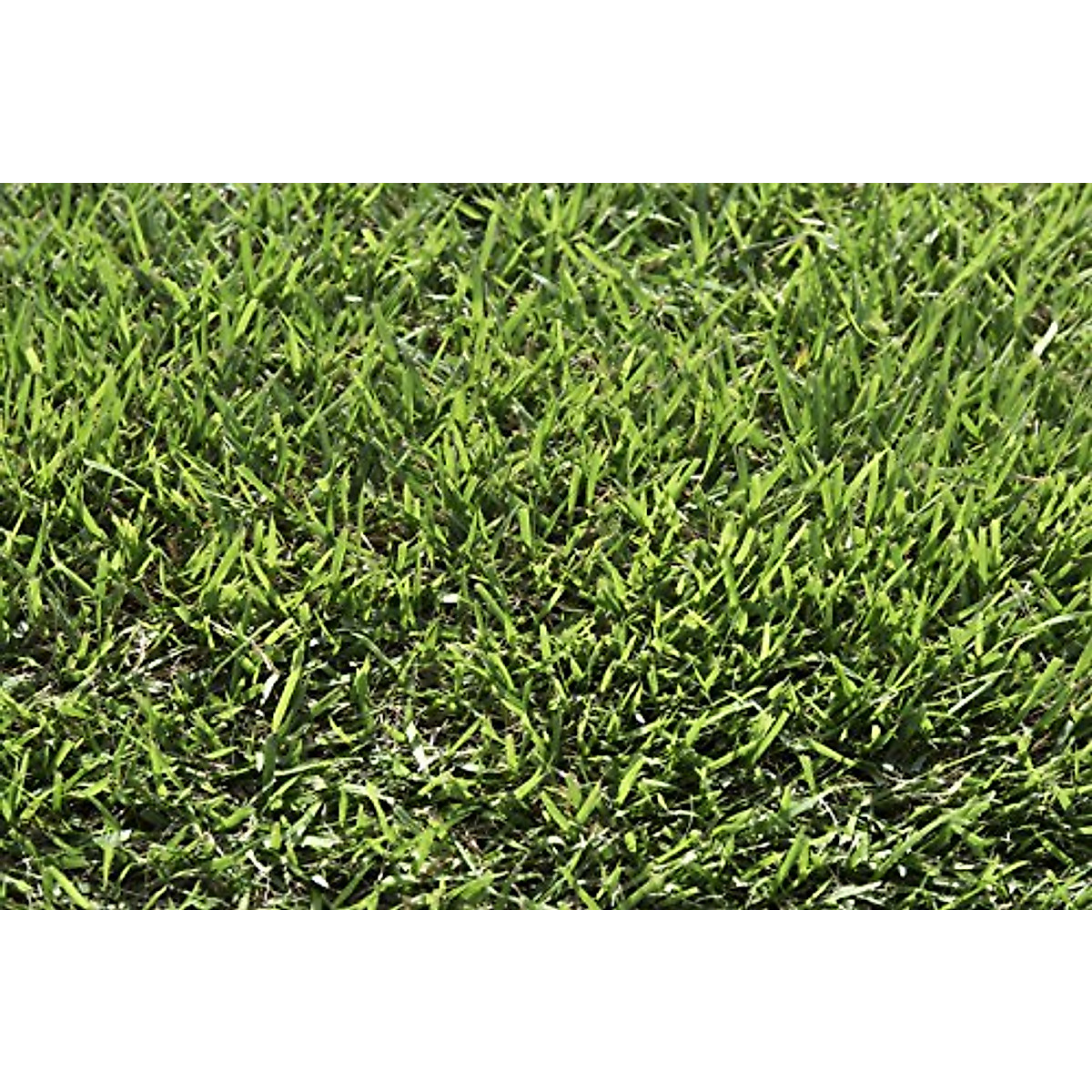 Zoysia Sod Slab for Plugs