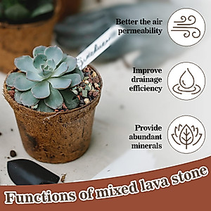 Sukh 300G Horticultural Succulent Soil Mix - Succulent Rocks Bonsai Mix Succulent Potting Mix Lava Rocks Cactus Soil Potting Mix Amendment.