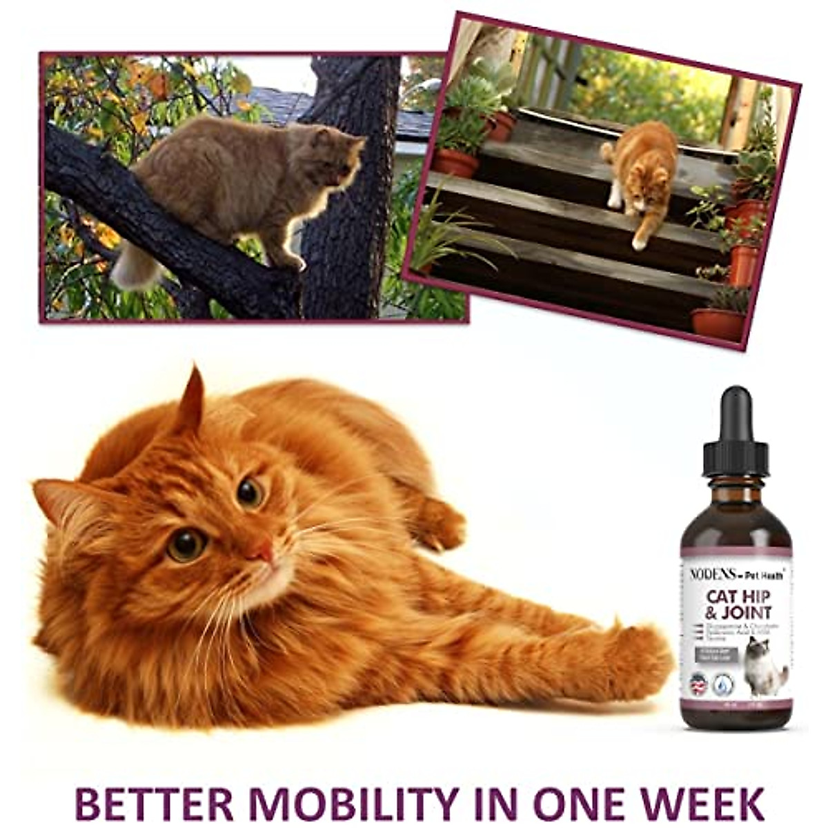 NODENS CAT Hip and Joint Glucosamine for Cats with Chondroitin and Opti-MSM® Hyaluronic Acid for Improved Joint Flexibility and Pain Relief from Inflammation and Cat Arthritis 2 floz