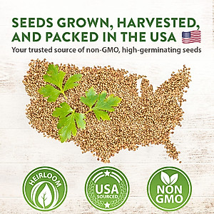 HOME GROWN 500+ Cilantro Seeds for Planting Indoors or Outdoors - Heirloom, Non-GMO Coriander Seeds, Grow Your Own Cilantro Plant - Culinary Herb Seeds for Your Herb Garden