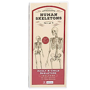 Posable Life Size Human Skeleton Family Set of 4-2 Adult (5' 2")& 2 Children (2')-Halloween Prop Indoor Outdoor Decorations w Bending Articulated Bones- Spooky Haunted House Party Lawn Décor