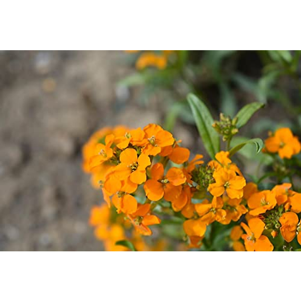 Siberian WallFlower, 400+ Flower Seeds Per Packet, (Isla's Garden Seeds), Non GMO & Heirloom Seeds, Scientific Name: Cheiranthus allionii