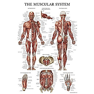 Palace Learning 3 Pack - Periodic Table of the Elements Poster [White] + Muscular & Skeletal System Anatomy Charts (LAMINATED, 18" x 24")